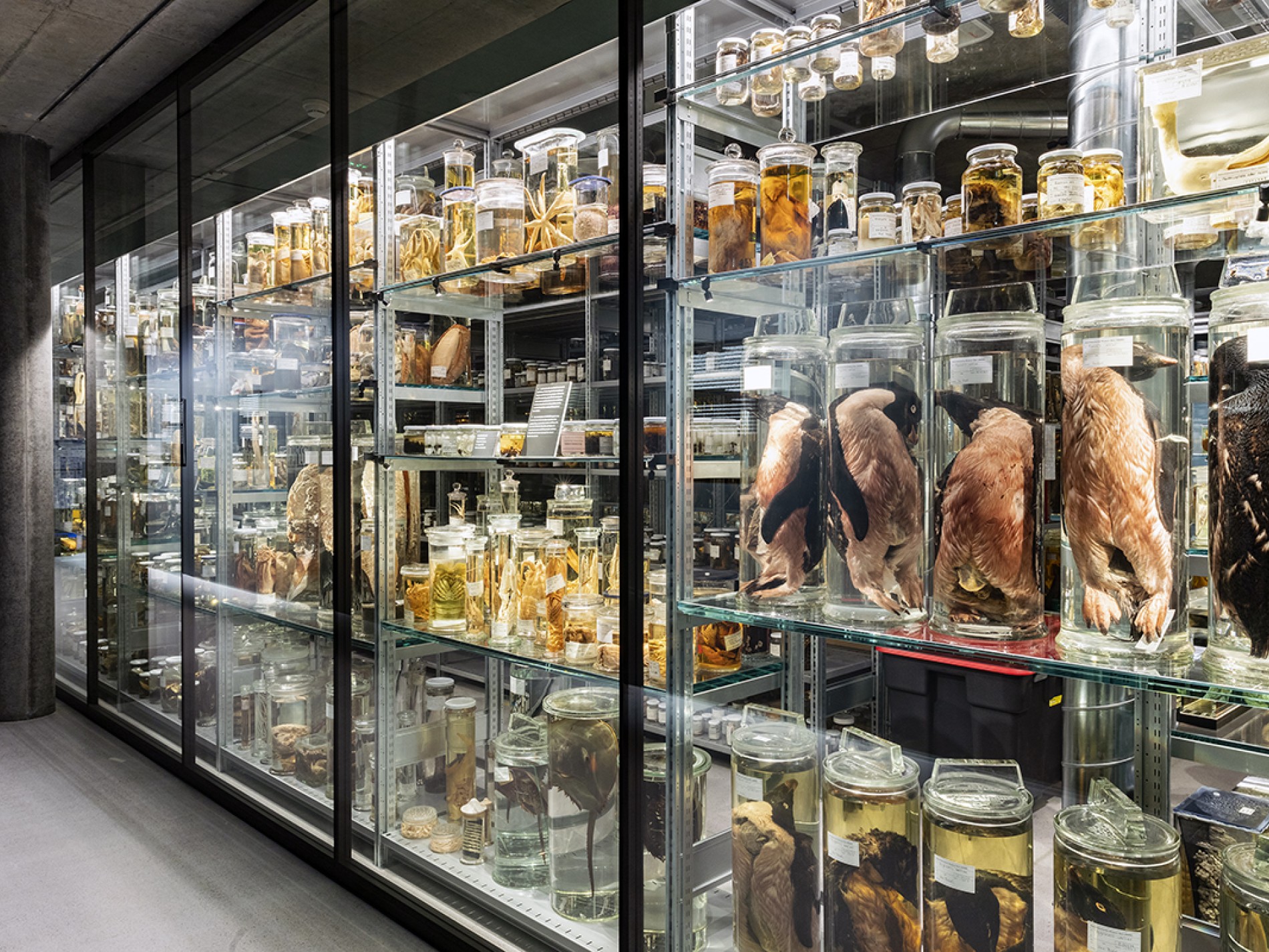 Naturhistorisches Museum Bern